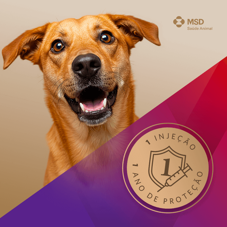 Bravecto 365 - BR Bravecto